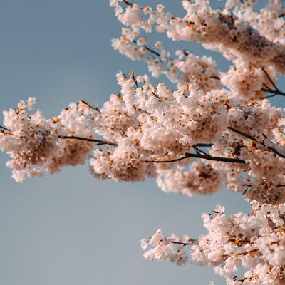 Cherry Blossom - KDE Store