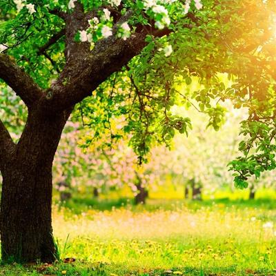 Spring season Nature Scenery HD - KDE Store