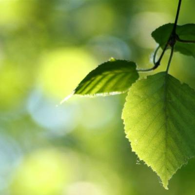 Spring season Nature Scenery HD - KDE Store