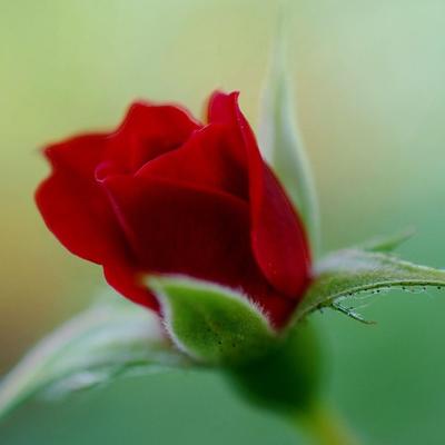 Macro red rose-flowers photography wallpaper - KDE Store
