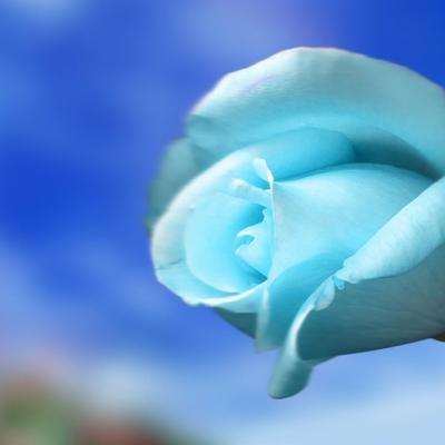 sky blue rose-Flower photography wallpaper - KDE Store