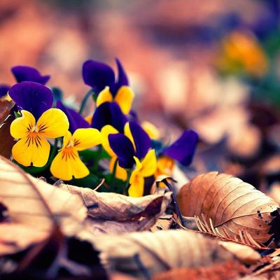 pansies-Flower photography wallpaper - KDE Store