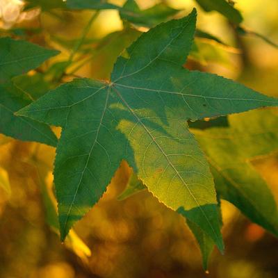 Maple leaves under the sun-Nature Scenery Wall.. - KDE Store