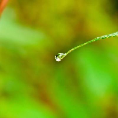 water drop -Fresh nature green plants wallpape.. - KDE Store