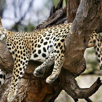Sleeping leopard in a tree-Animal World Series.. - KDE Store