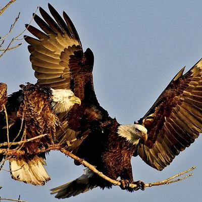 Artful Eagles-Animal World Series Wallpaper - KDE Store