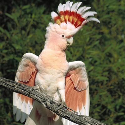 Parrot wearing a hat-Animal World Series Wallp.. - KDE Store