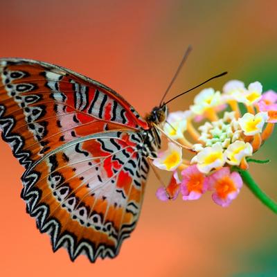 Red lacewing butterfly-Animal World Wallpaper - KDE Store
