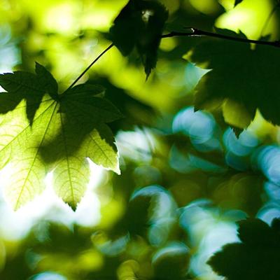 leaves wood light-Plants Macro wallpaper - KDE Store