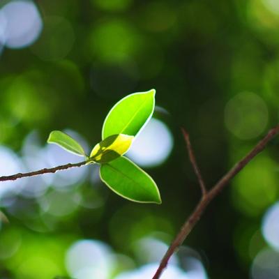 leaves twigs light-Plants Macro wallpaper - KDE Store