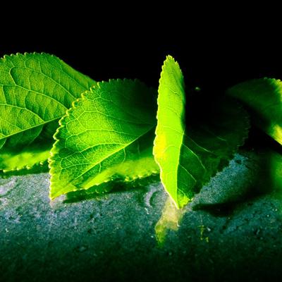 leaves shadow shape carved-Plants Macro wallpa.. - KDE Store