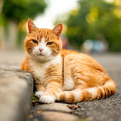 Cute Little Yellow Cat Street Bern Switzerland.. - KDE Store