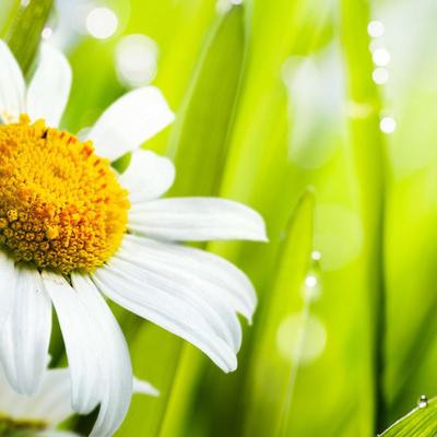 Fresh summer green natural HD wallpaper 13 - KDE Store