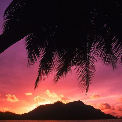 Tree During Sunset Full HD - KDE Store