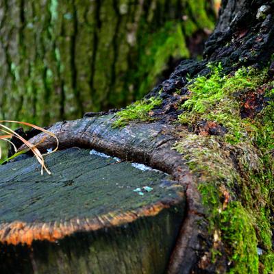Brown Tree Trunk With Green Moss Full HD - KDE Store