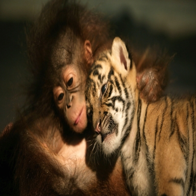 Brown and Black Tiger Cub Full HD - KDE Store