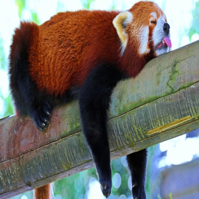 Red Panda on Brown Wooden Post Full HD - KDE Store