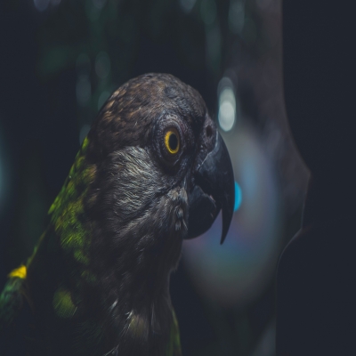 Green and Black Bird in Close up Photography Full HD - KDE Store