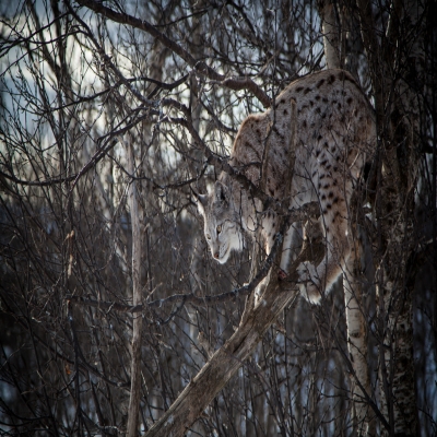 Brown and Black Leopard on Brown Tree Branch During Daytime - KDE Store