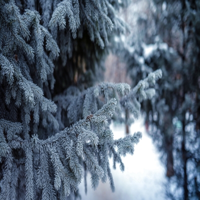 Green Pine Tree Covered With Snow Full HD - KDE Store