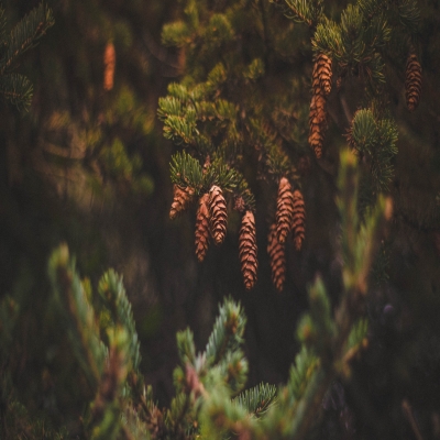 Green Pine Tree in Close up Photography Full HD - KDE Store