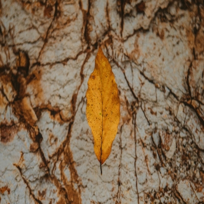 Brown Leaf on Brown and White Surface Full HD - KDE Store