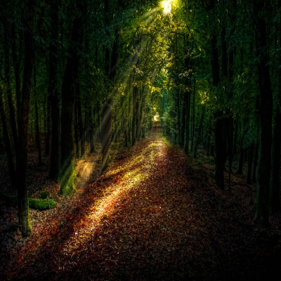Forest Path - KDE Store
