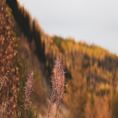 Vegetation - KDE Store