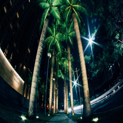 Green Palm Trees on Gray Concrete Road During Night Time Fu - KDE Store
