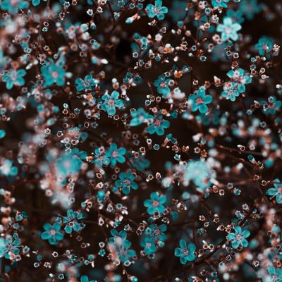 White and Pink Flower Petals Full HD - KDE Store