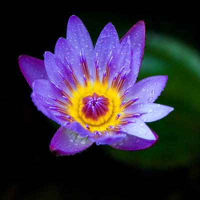 Purple Flower in Tilt Shift Lens Full HD - KDE Store