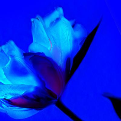Blue Rose in Close up Photography Full HD - KDE Store