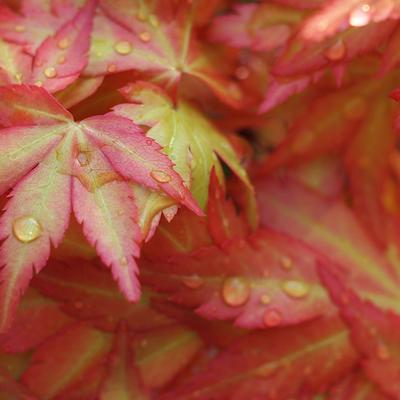 Japanese Maple - KDE Store