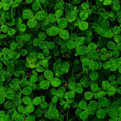 Vegetation - KDE Store