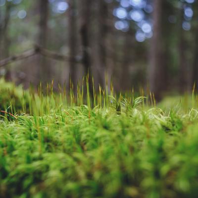 Green Grass in Tilt Shift Lens Full HD - KDE Store