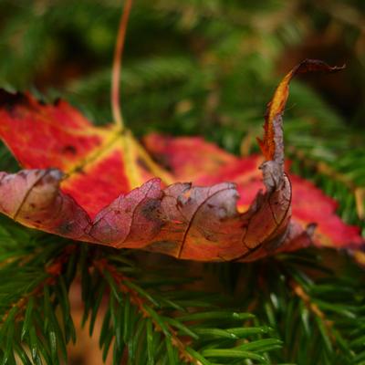 Brown Dried Leaf on Green Leaves Full HD - KDE Store