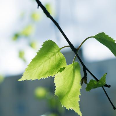 Green Leaf in Tilt Shift Lens Full HD - KDE Store