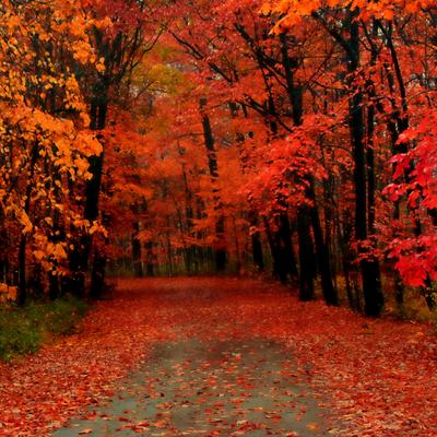 Brown and Red Trees on Forest During Daytime Full HD - KDE Store