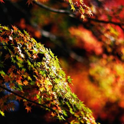 Green and Brown Tree Branch Full HD - KDE Store