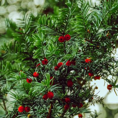 Vegetation - KDE Store