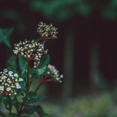 Red and White Flowers in Tilt Shift Lens Full HD - KDE Store