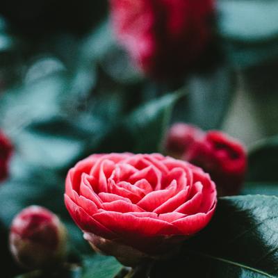 Red Rose in Bloom in Close up Photography Full HD - KDE Store