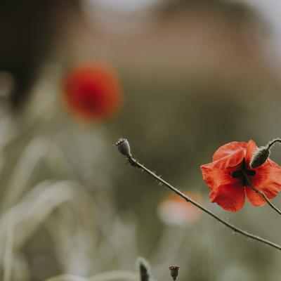 Red Flowers in Tilt Shift Lens Full HD - KDE Store