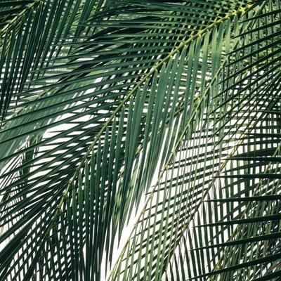 Green Palm Tree During Daytime Full HD - KDE Store