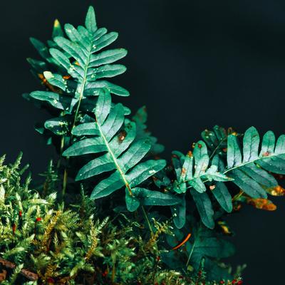 Tree Full HD - KDE Store