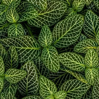 Green Leaves on Black Background Full HD - KDE Store