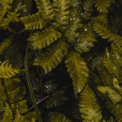 Vegetation - KDE Store