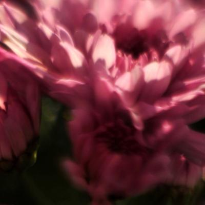Pink Flowers in Tilt Shift Lens Full HD - KDE Store