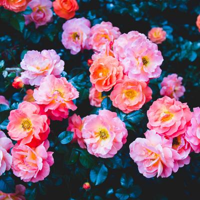 Pink Roses in Close up Photography Full HD - KDE Store