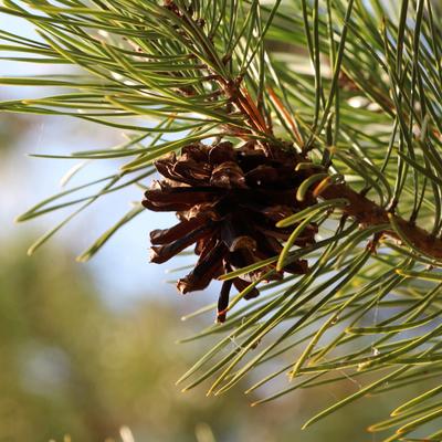 Brown Plant in Close up Photography Full HD - KDE Store